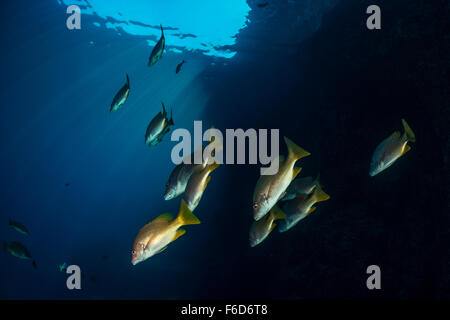 school of yellow Snapper Lutjanidae while diving maldives Stock Photo ...