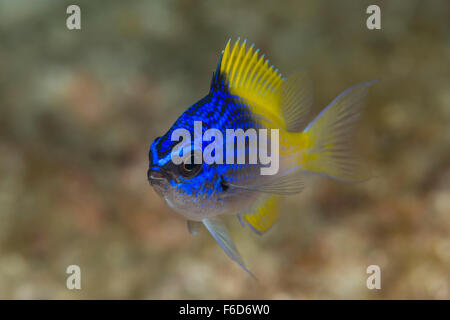 Blue-and-yellow Chromis, Chromis limbaughi, La Paz, Baja California Sur ...