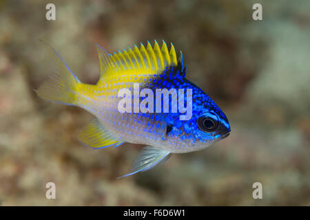 Blue-and-yellow Chromis, Chromis limbaughi, La Paz, Baja California Sur ...