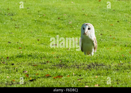 A closeup of a barn owl resting on a tree branch Stock Photo - Alamy
