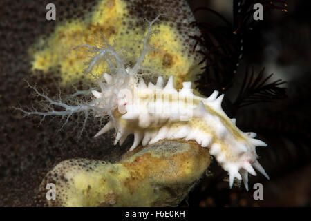 Yellow sea cucumber [Colochirus robustus]. West Papua, Indonesia Stock ...