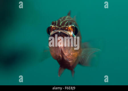 Cardinalfish (Apogon sp), Indonesia Stock Photo - Alamy