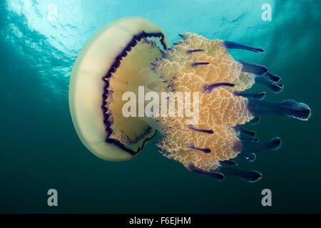 Rhizostoma Jellyfish, Rhizostoma pulmo, Piran, Adriatic Sea, Slovenia ...