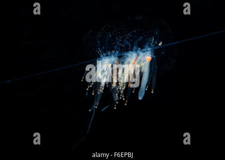 String Jellyfish, Apolemia uvaria, Korcula, Croatia Stock Photo - Alamy