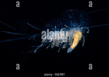 String Jellyfish, Apolemia uvaria, Korcula, Croatia Stock Photo - Alamy
