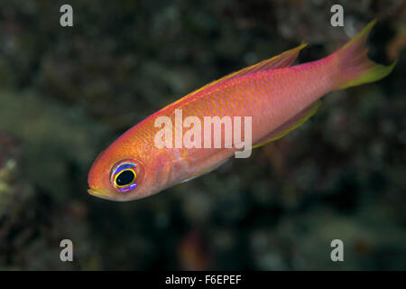 Parrot Seaperch, Callanthias ruber, Korcula, Croatia Stock Photo - Alamy