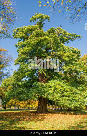 Sweet Chestnut tree in Kensington Gardens in winter Stock Photo - Alamy