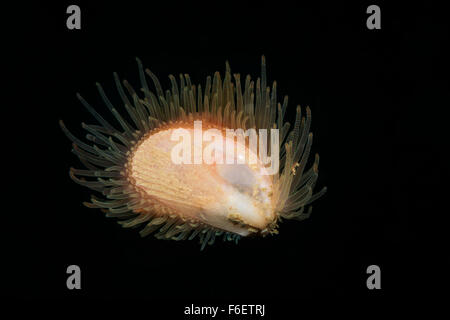 Flame Shell, Lima hians, Piran, Slovenia Stock Photo - Alamy