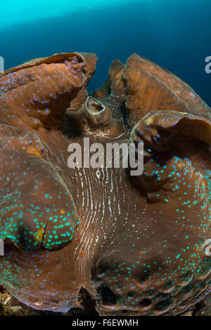 Giant clam Tridacna gigas detail of mantle covered with eye spots ...