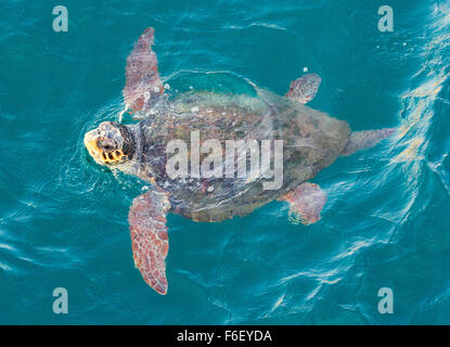 Loggerhead Turtles in Argostoli Stock Photo - Alamy