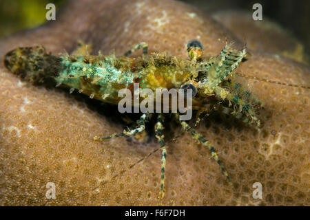 Marbled Shrimp, Saron marmoratus, Ambon, Indonesia Stock Photo - Alamy
