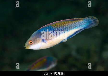 Orangeback Fairy Wrasse, Cirrhilabrus aurantidorsalis, Ambon, Indonesia ...