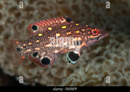 Juvenile Diana's hogfish, Bodianus diana, sheltering around softcoral ...