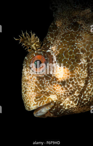 Tompot blenny (Blennius gattorugine or Parablennius gattorugine) is a ...