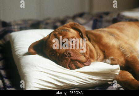 Jul 18, 1989; Los Angeles, CA, USA;Actor TOM HANKS stars as Det Scott Turner and MARE WINNINGHAM ...