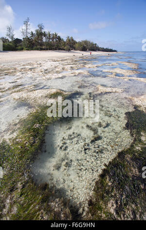 Reef with rock pools at low tide off Mombasa Kenya Stock Photo - Alamy