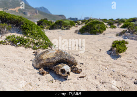 Skeleton of a Loggerhead sea turtle (Caretta caretta), poaching, Sal ...