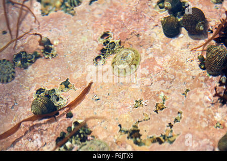 A Tortoise Limpet (Testudinalia testudinalis) encrusted with coralline ...
