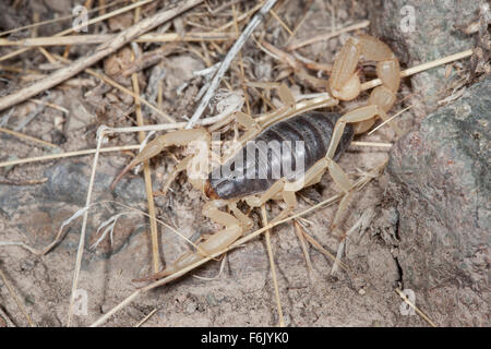 Desert hairy scorpion (Hadrurus spadix) in eastern Oregon, USA ...