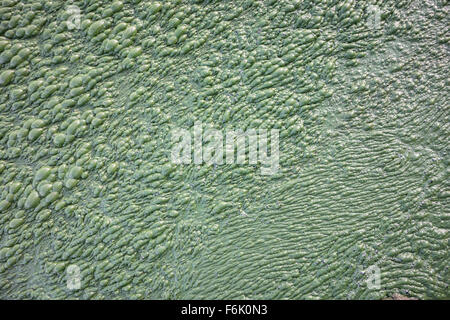 Thick algal mat at Lonar lake, India Stock Photo - Alamy