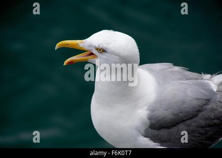 Atlantic Grey Seal - Chatham Harbour, Cape Cod Stock Photo - Alamy