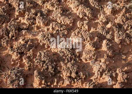 A healthy example of cryptobiotic soil crust in a desert in Utah Stock ...