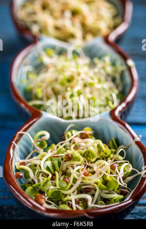 Radish sprouts growing in vegetable garden in greenhouse Stock Photo ...