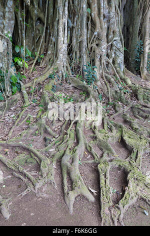 Banyan tree roots, Bali, Indonesia Stock Photo - Alamy