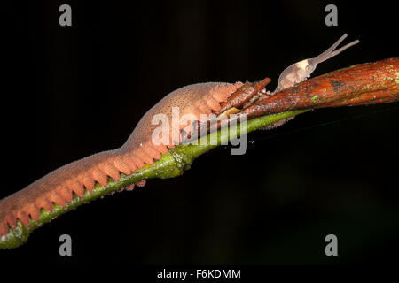 Onychophoran (aka, velvet worm). This remarkable phylum of ...