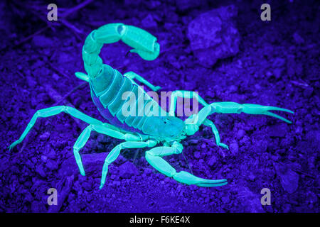 Desert hairy scorpion (Hadrurus spadix) in eastern Oregon, USA Stock ...