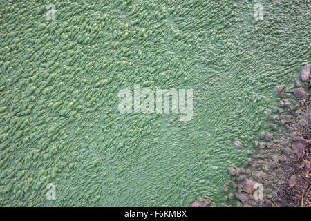 Thick algal mat at Lonar lake, India Stock Photo: 90157403 - Alamy