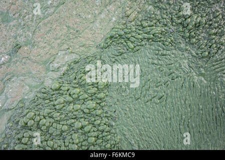 Thick algal mat at Lonar lake, India Stock Photo - Alamy