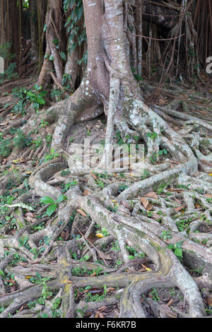 Banyan tree roots, Bali, Indonesia Stock Photo - Alamy