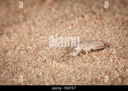 Larval ant lion, aka doodlebug. These insects burrow into sand and ...