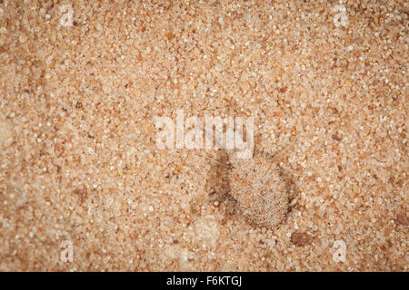 Larval ant lion, aka doodlebug. These insects burrow into sand and ...