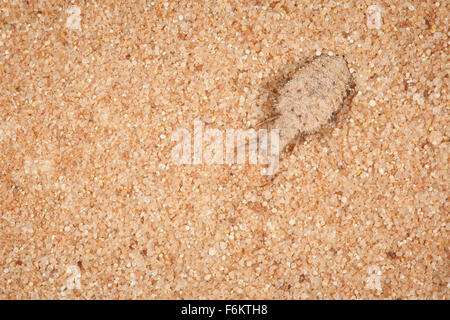 Larval ant lion, aka doodlebug. These insects burrow into sand and ...