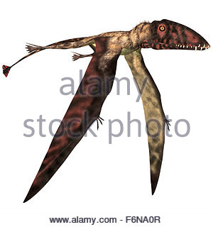 Dimorphodon macronyx, a prehistoric era pterosaur from the early Stock ...