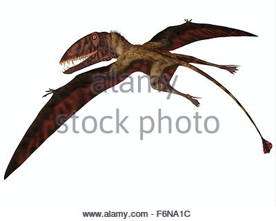 Dimorphodon macronyx, a prehistoric era pterosaur from the early Stock ...