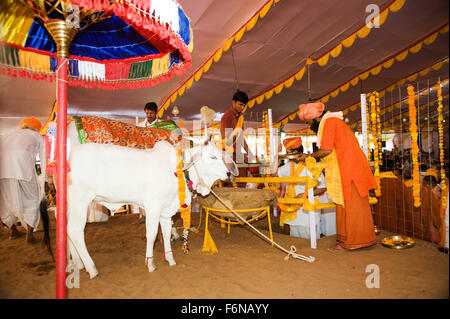 Sadhu, pathmeda, godham, rajasthan, india, asia Stock Photo - Alamy