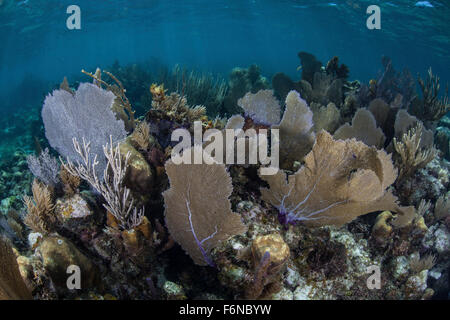 Colorful gorgonians grow in shallow water off Turneffe Atoll in Belize ...