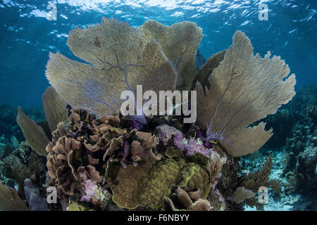 Colorful gorgonians grow in shallow water off Turneffe Atoll in Belize ...