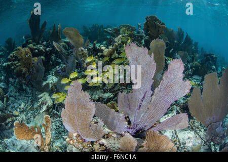 Colorful gorgonians grow in shallow water off Turneffe Atoll in Belize ...