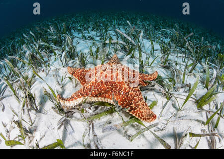 Red cushion sea star or West Indian sea star (Oreaster reticulatus) Los ...