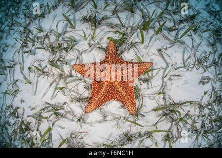 Red cushion sea star or West Indian sea star (Oreaster reticulatus) Los ...