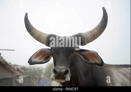 Cow protection, Shri Godham Mahatirth Pathmeda, Meda Jageer, Pathmeda, Sanchore, Rajasthan ...