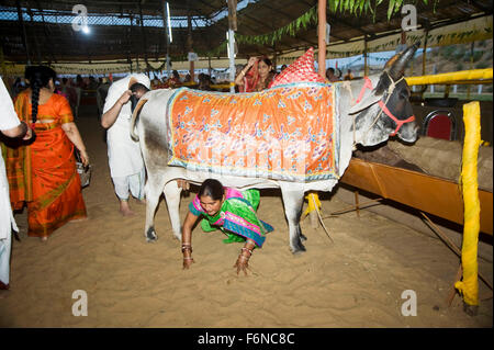 Indian Women worship a cow, an animal held sacred by Hindu beliefs, to ...