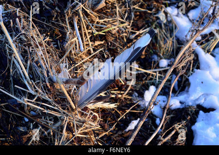 Feather stuck in ground Stock Photo - Alamy
