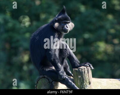 African Black crested mangabey monkey (Lophocebus aterrimus), native to ...