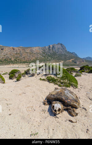 Skeleton of a Loggerhead sea turtle (Caretta caretta), poaching, Sal ...