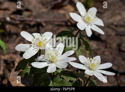 the first spring flowers of anemone are white in a mixed forest, the ...